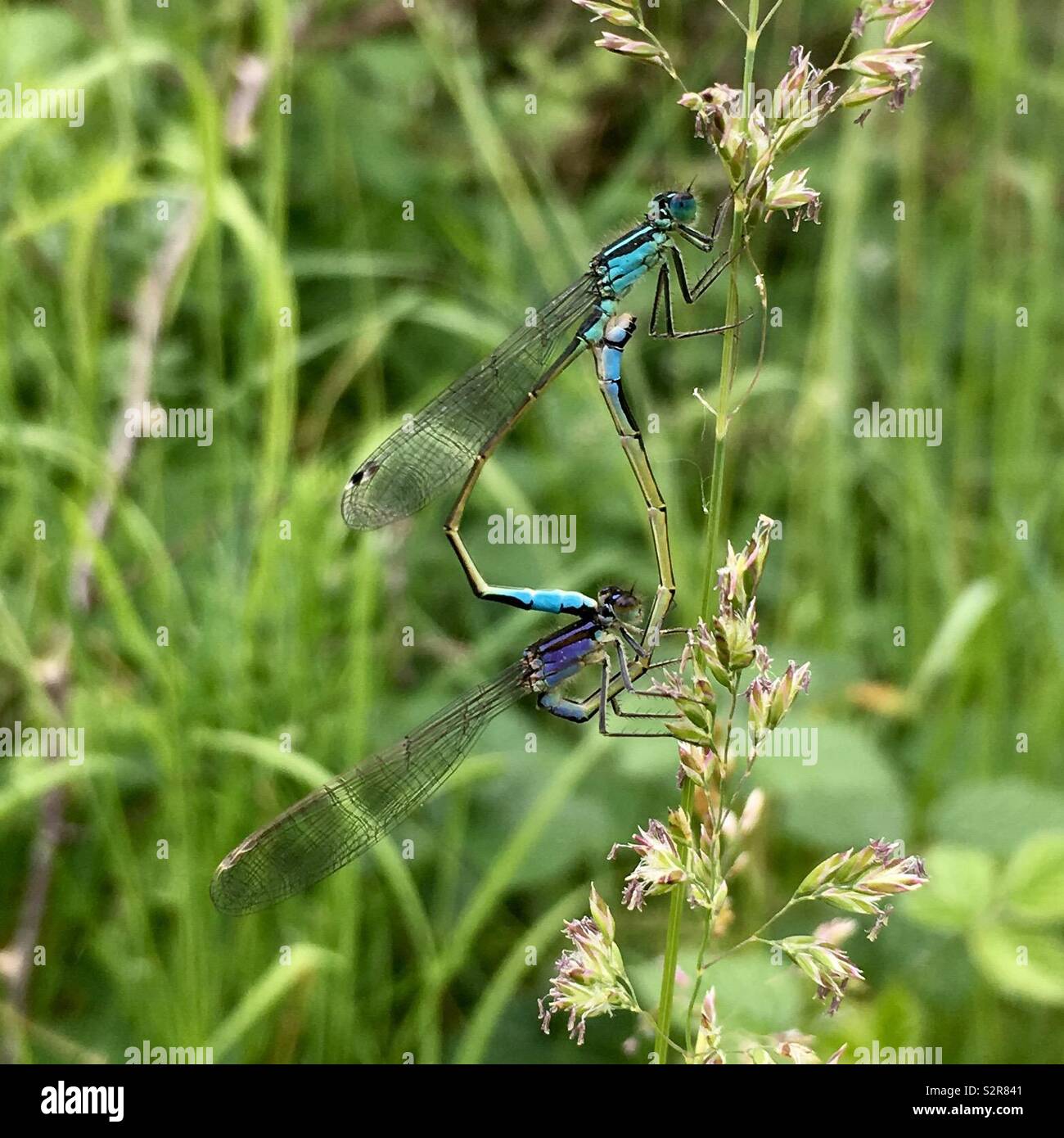 Blue Damselflies High Resolution Stock Photography and Images - Alamy