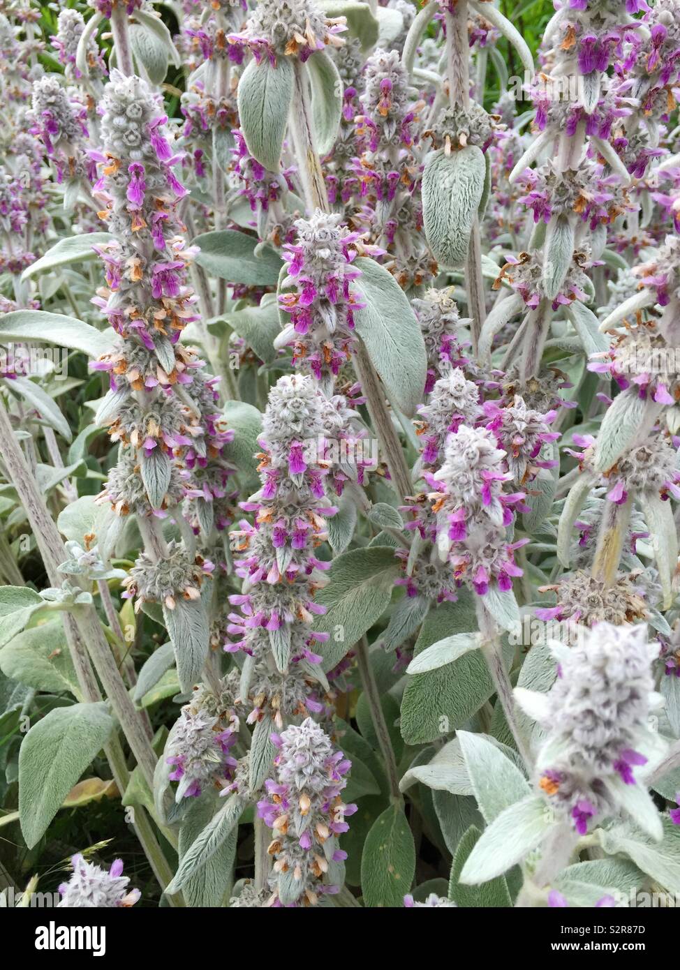 Silver carpet lambs ear hi-res stock photography and images - Alamy