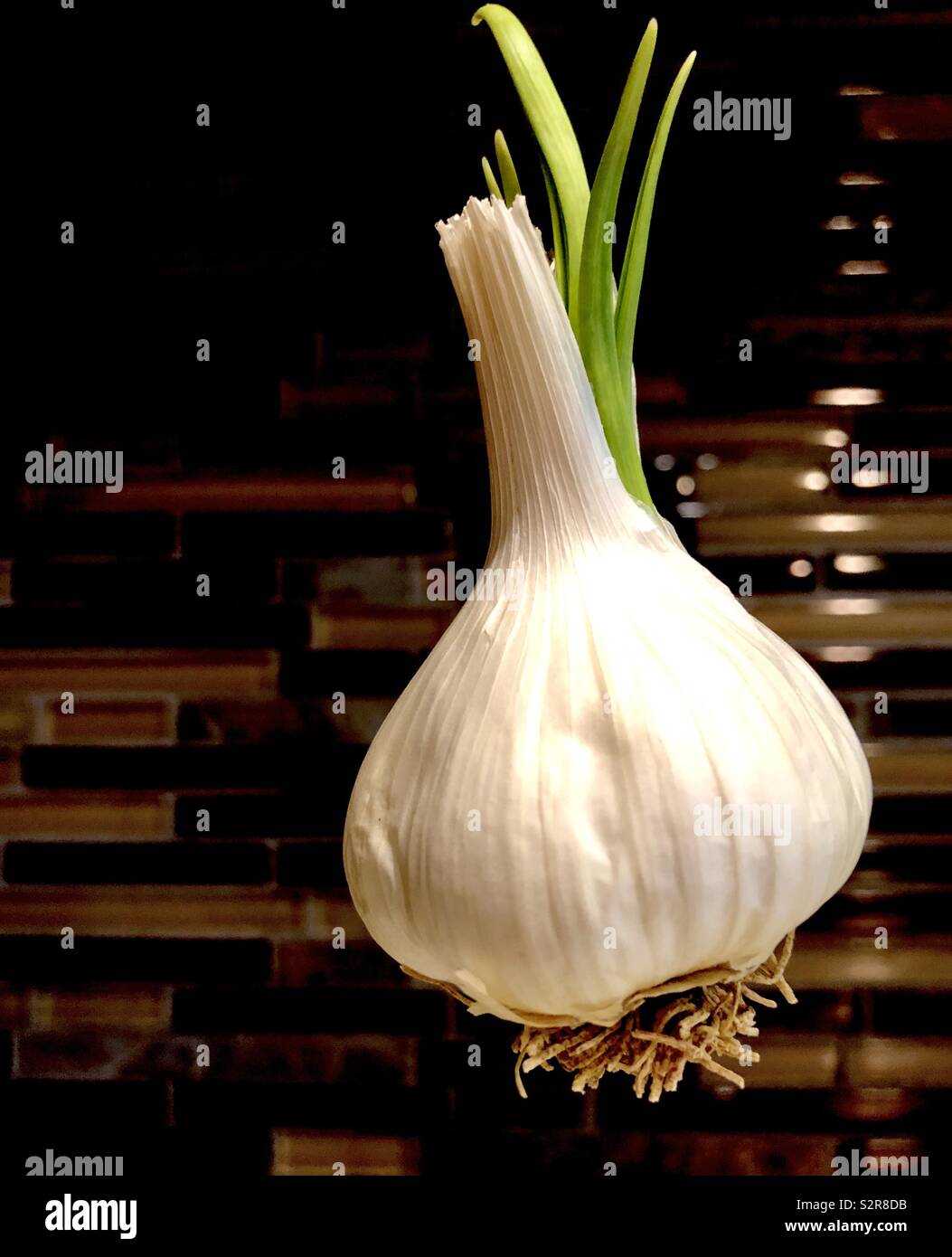 Whole sprouting garlic bulb isolated levitated Stock Photo - Alamy