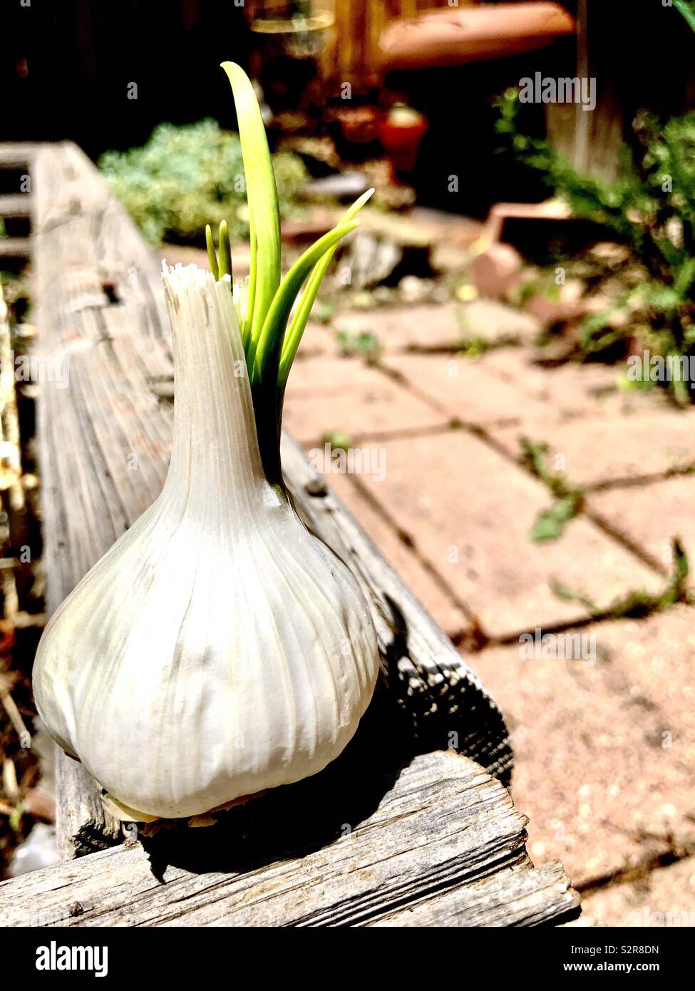 Sprouting garlic bulb outdoors in garden displayed out of soil Stock ...