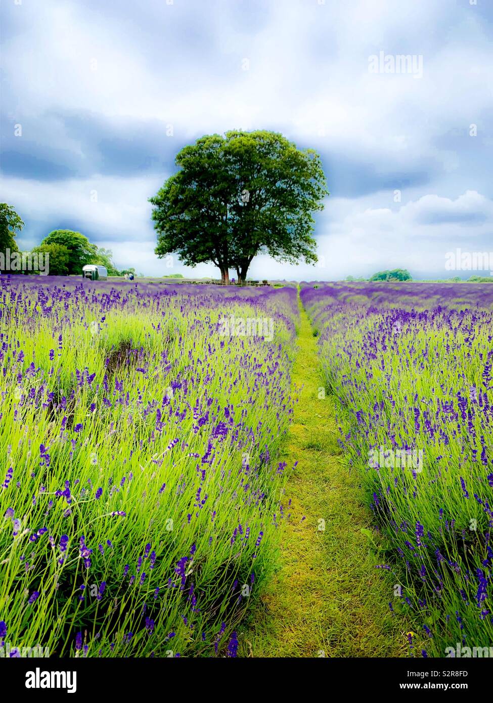 Tree in lavender Stock Photo - Alamy