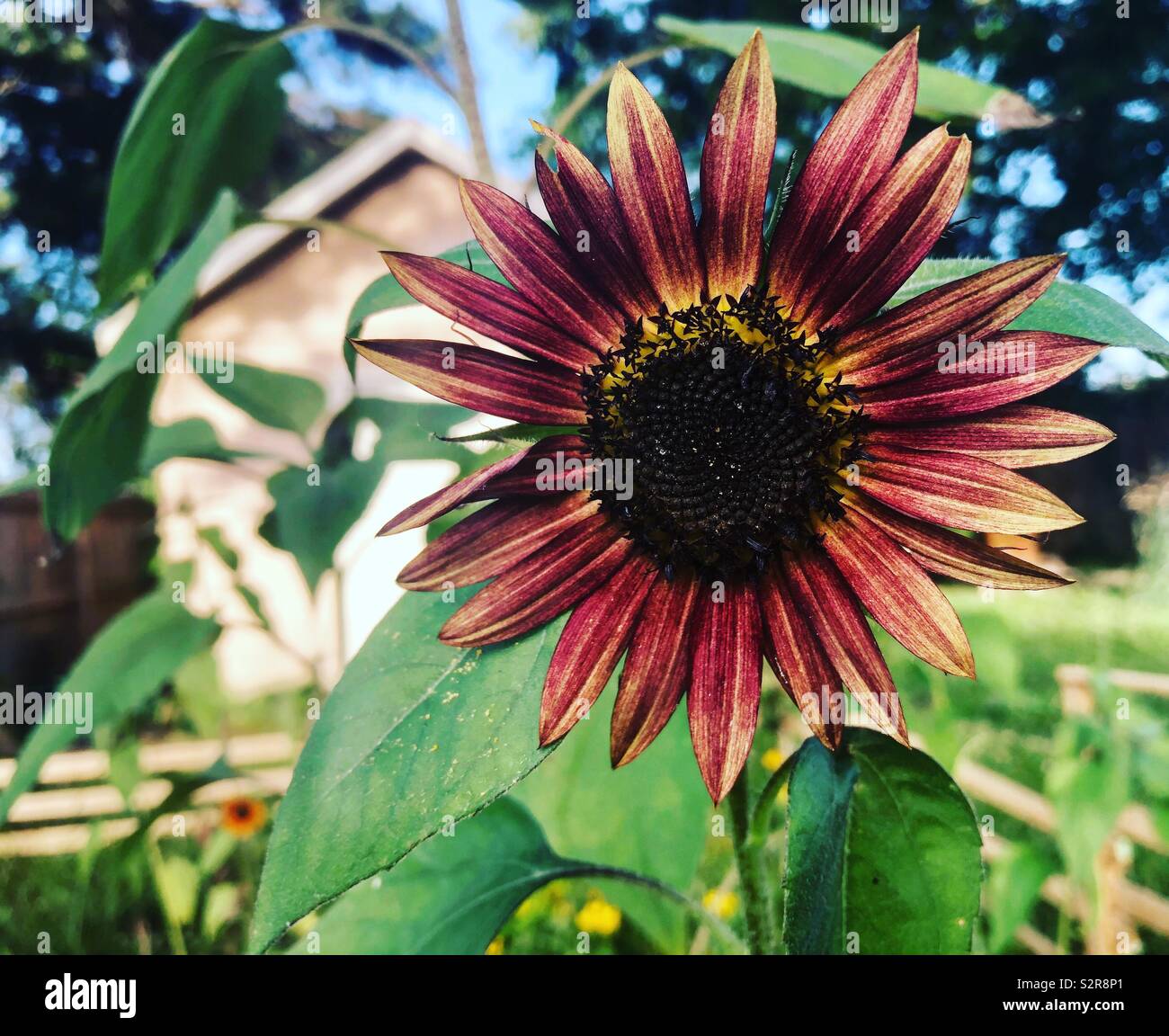 Sunflower in afternoon coffee w Stock Photo - Alamy