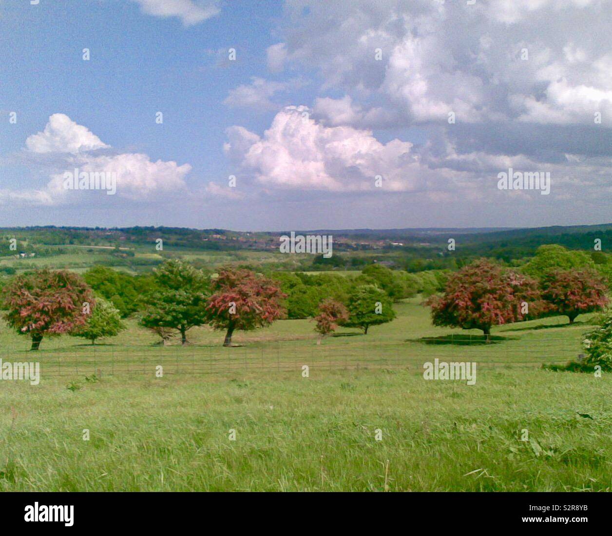 Hawthorn trees showing their pink blossom under billowing clouds Stock ...