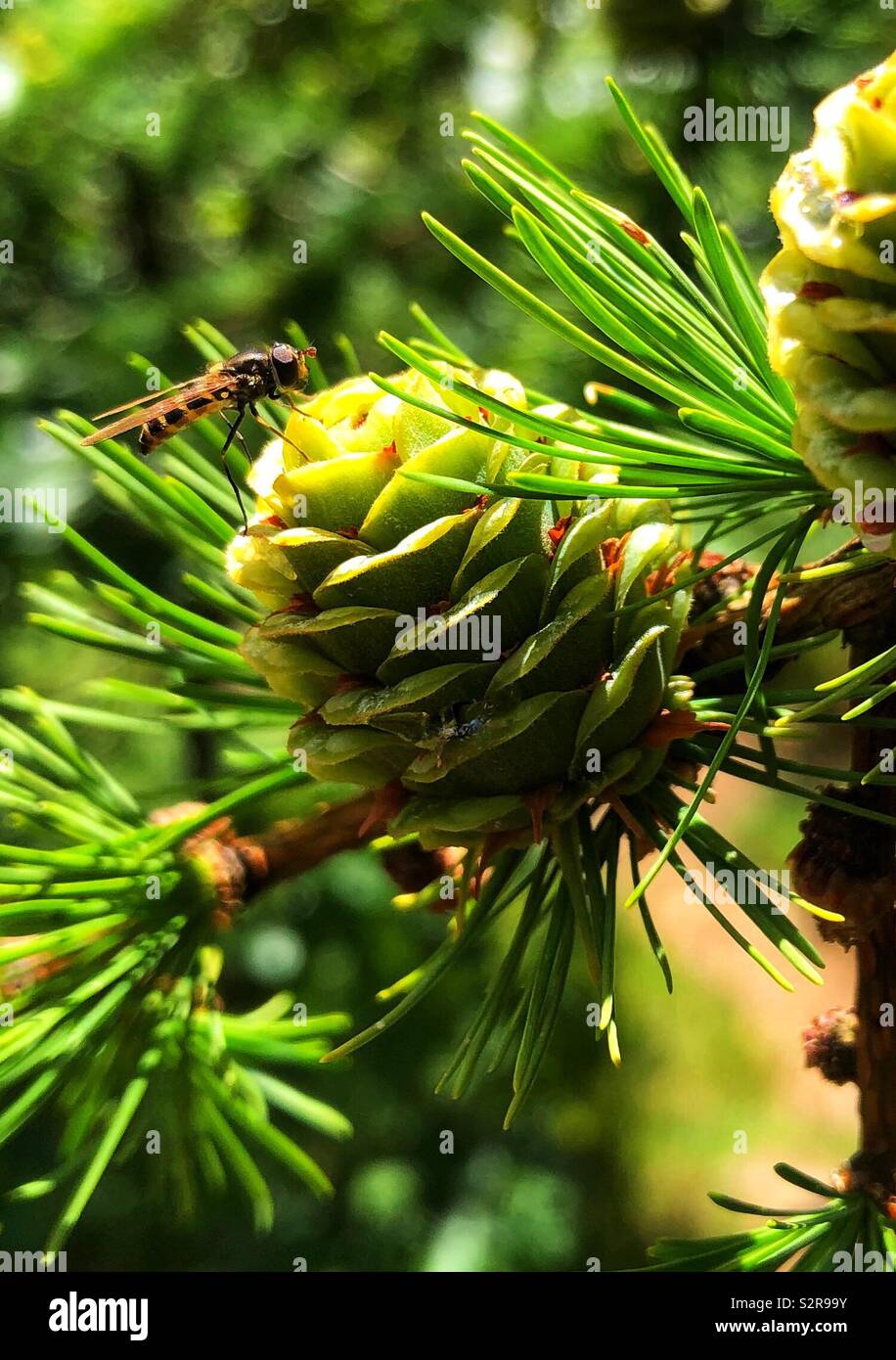 Green pine cone hi-res stock photography and images - Alamy