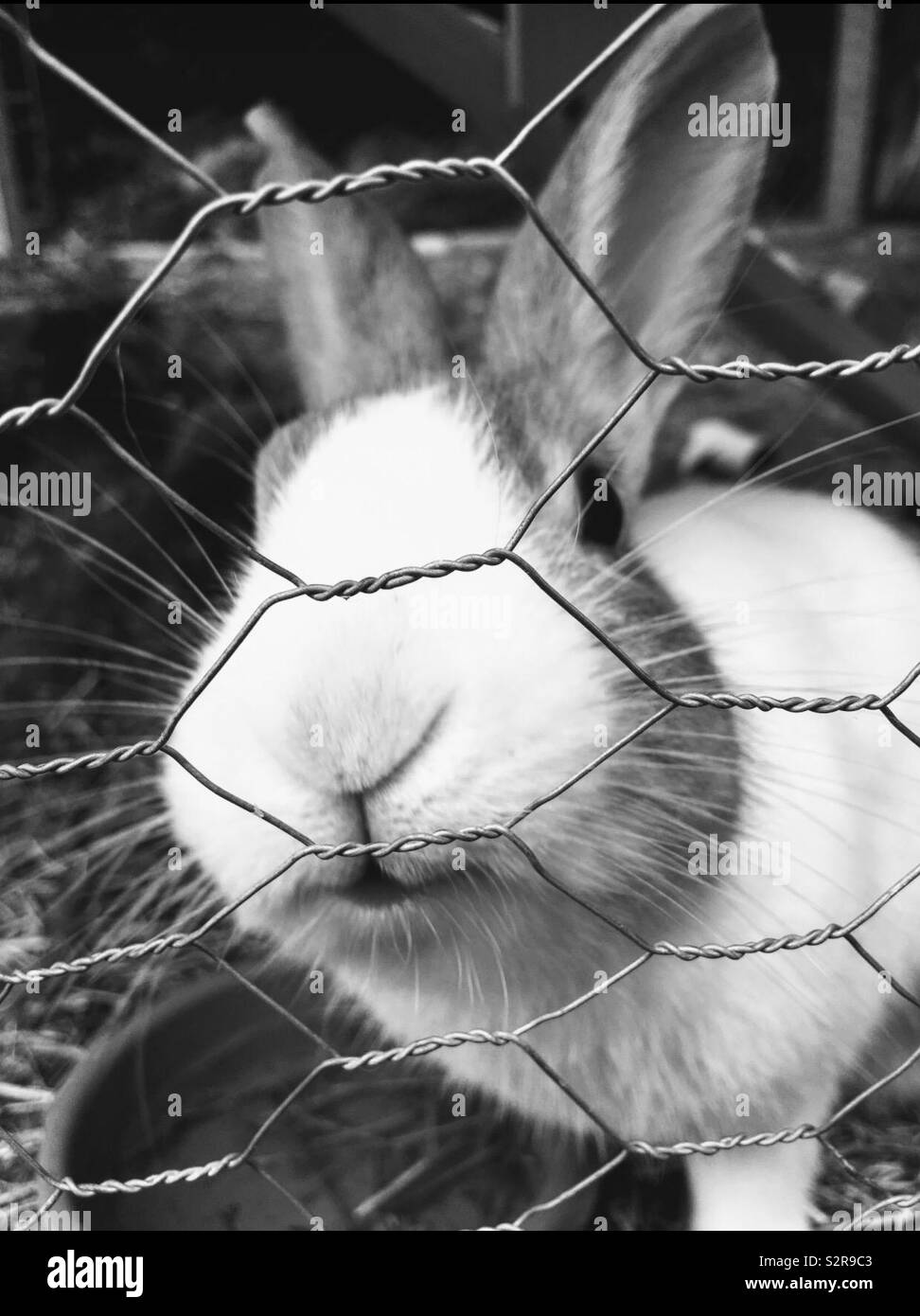 Dutch rabbit hi-res stock photography and images - Alamy