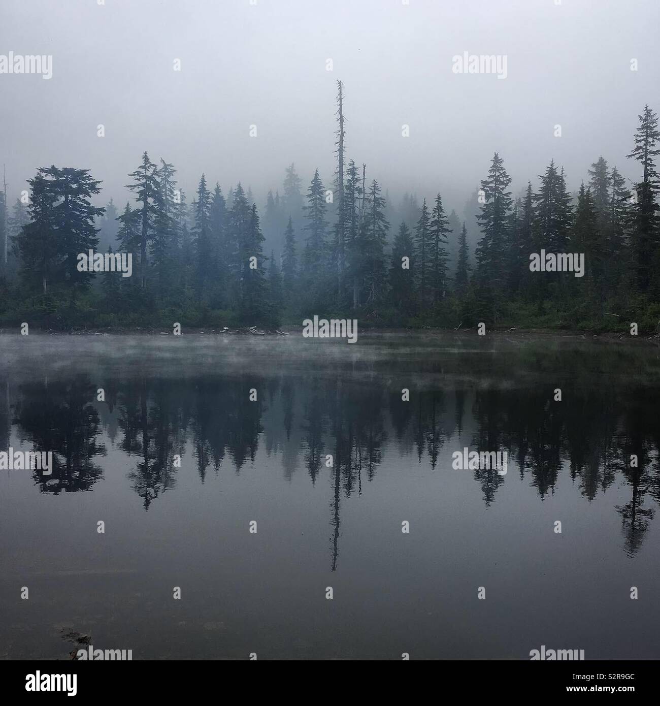 Forest lakeside hi-res stock photography and images - Alamy