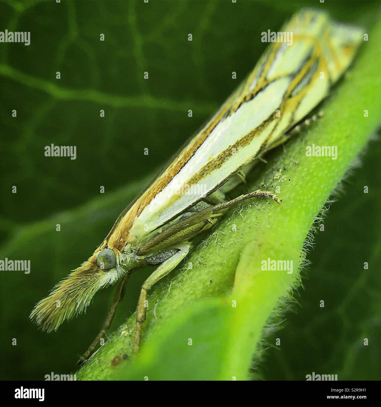 Double banded grass veneer moth hi-res stock photography and images - Alamy
