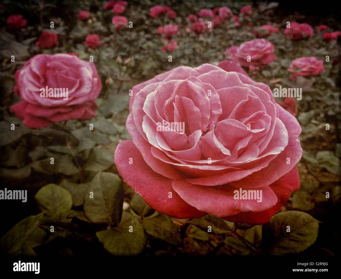 Muted hi-res stock photography and images - Alamy