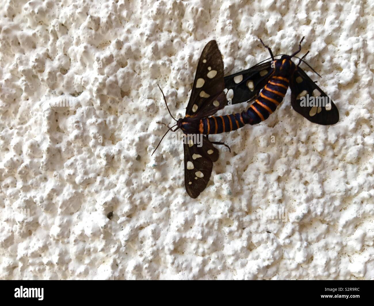 Making flies hi-res stock photography and images - Alamy