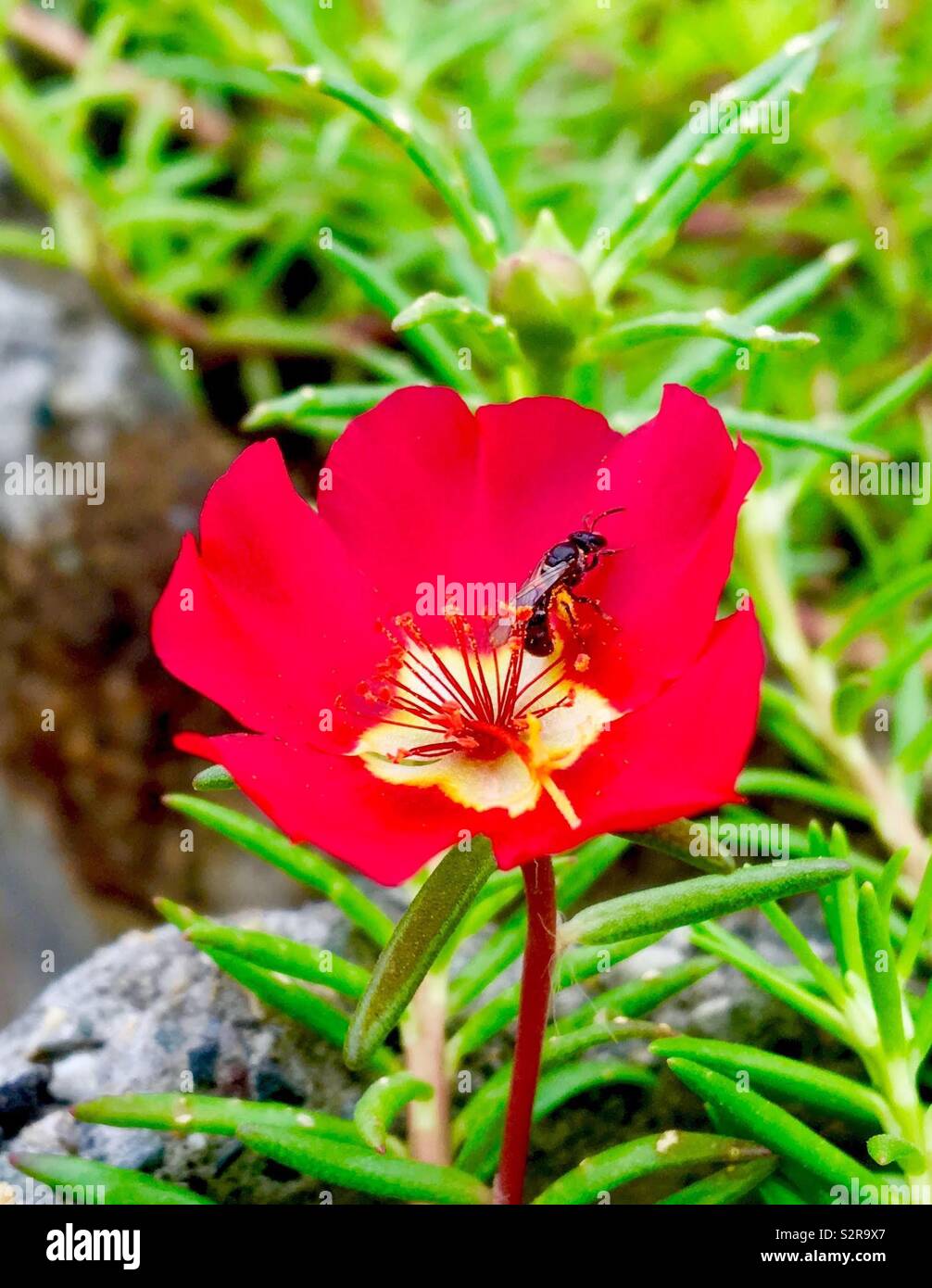 Floral bees hi-res stock photography and images - Alamy