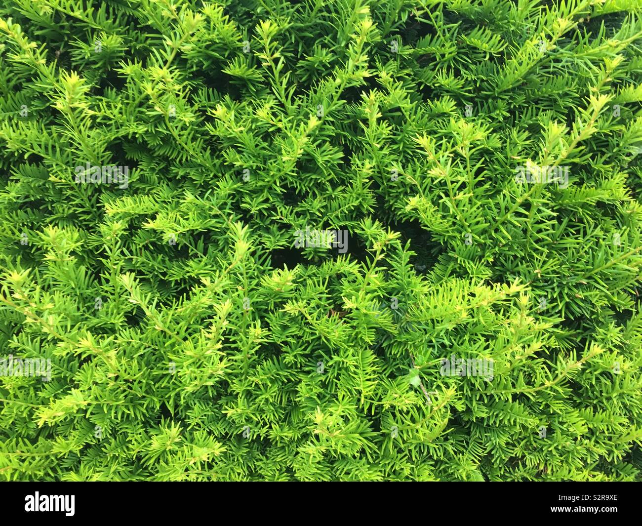 Green bush hi-res stock photography and images - Alamy