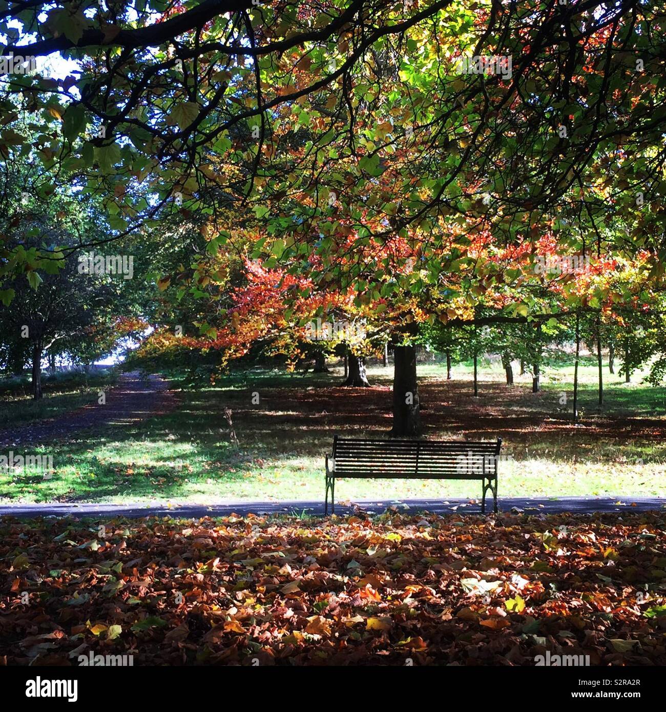 Autumn park scene Stock Photo - Alamy