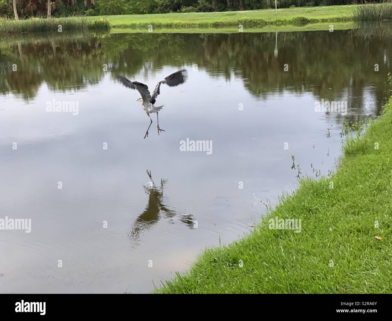 Flight pond hi-res stock photography and images - Alamy