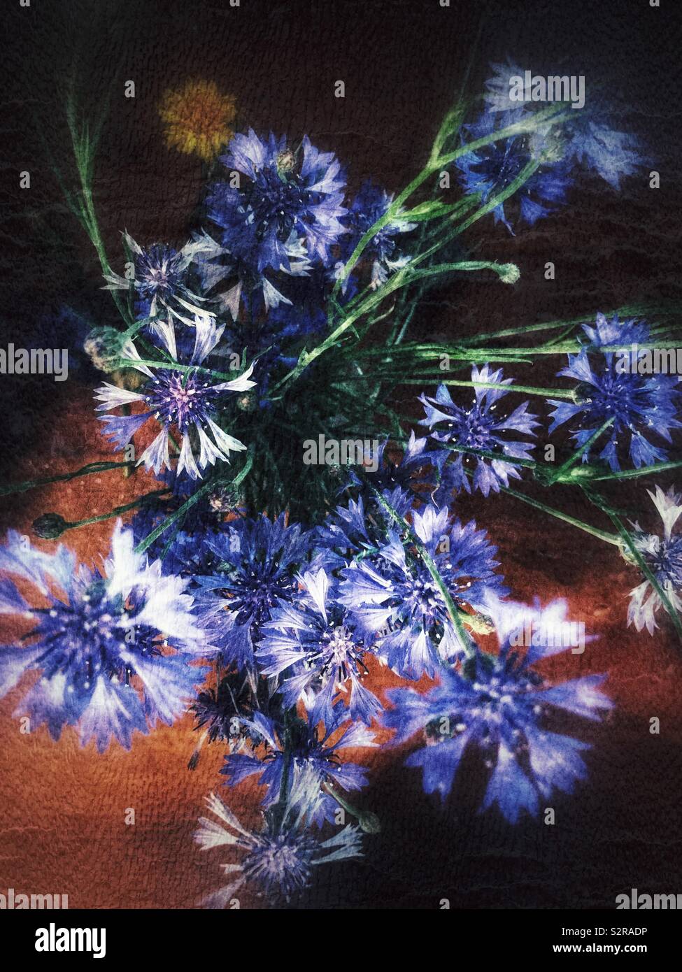 Bouquet of bachelor’s buttons seen from overhead Stock Photo - Alamy