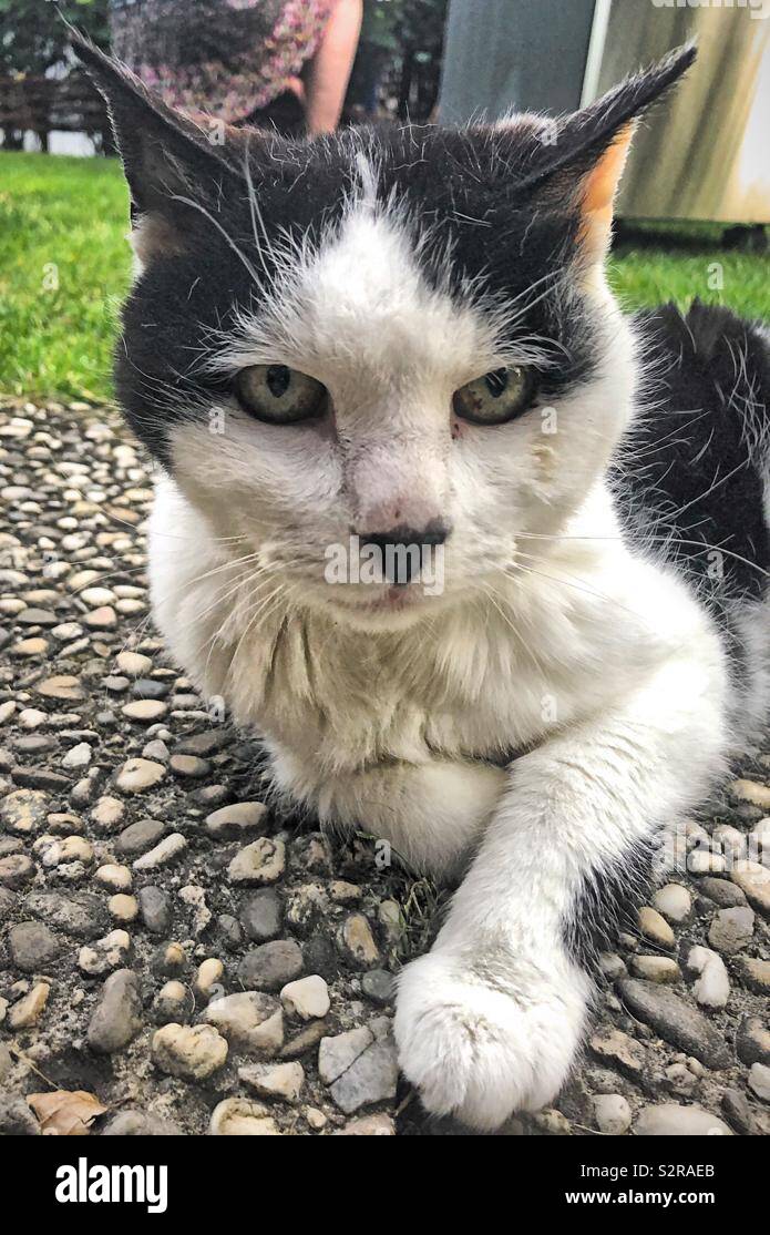 A she-cat... 23 years „young „! Stock Photo - Alamy