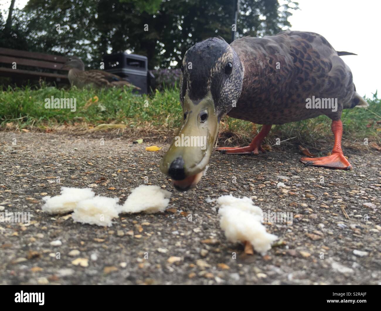 Duck eating bread Stock Photo - Alamy
