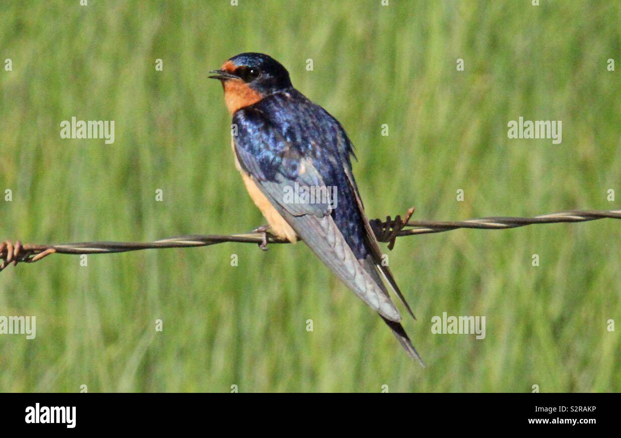 Barn Swallow, Hirundo rustica, Birds of North America.” Stock Photo - Alamy