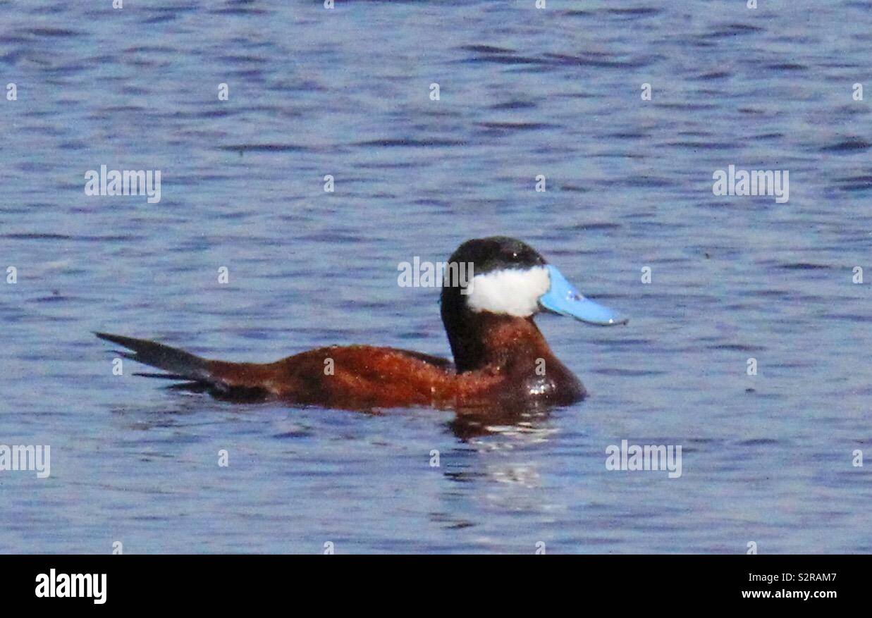 Ruddy Duck, Oxyura jamaicensis, Birds of North America Stock Photo - Alamy