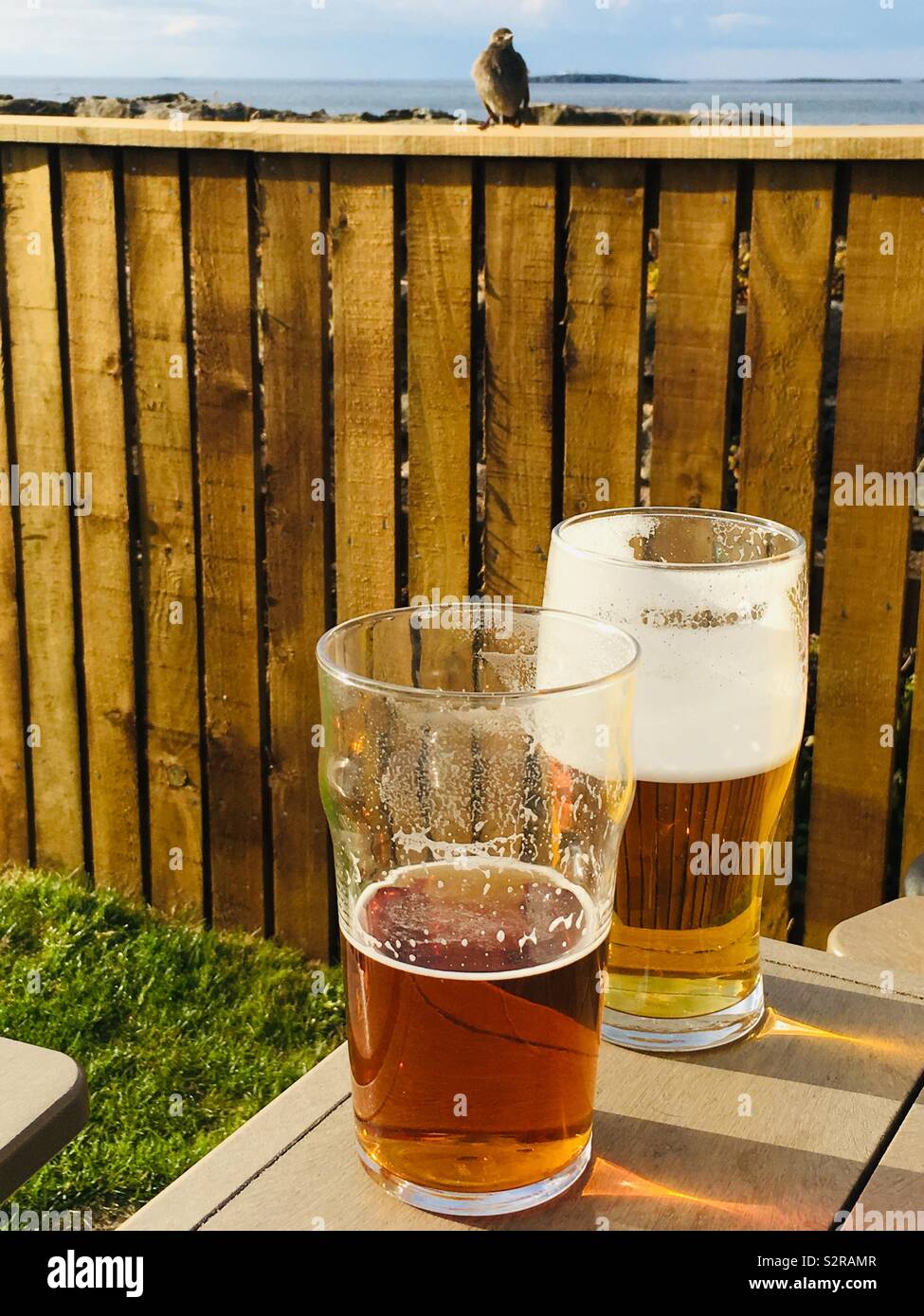 Bird pints hi-res stock photography and images - Alamy