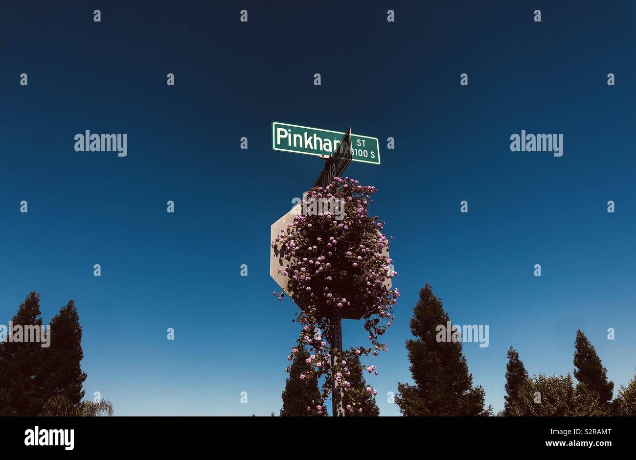 Stop flower hi-res stock photography and images - Alamy