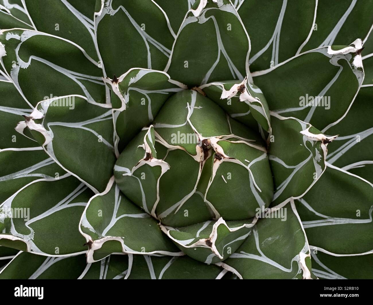 Flower texture hi-res stock photography and images - Alamy