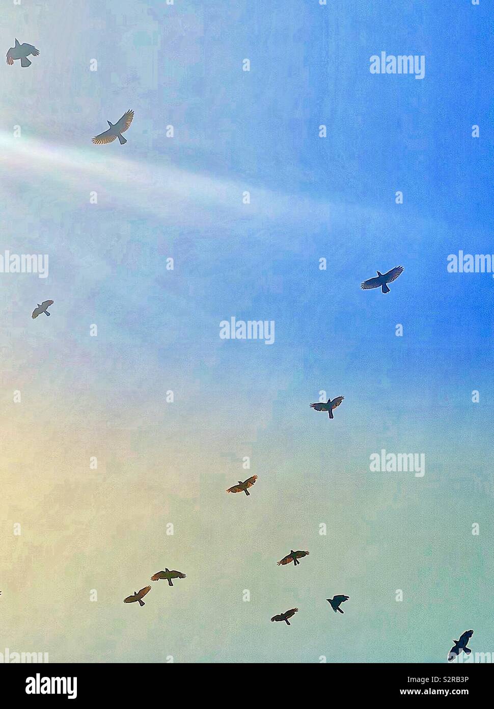 Crows Flying High Resolution Stock Photography and Images - Alamy