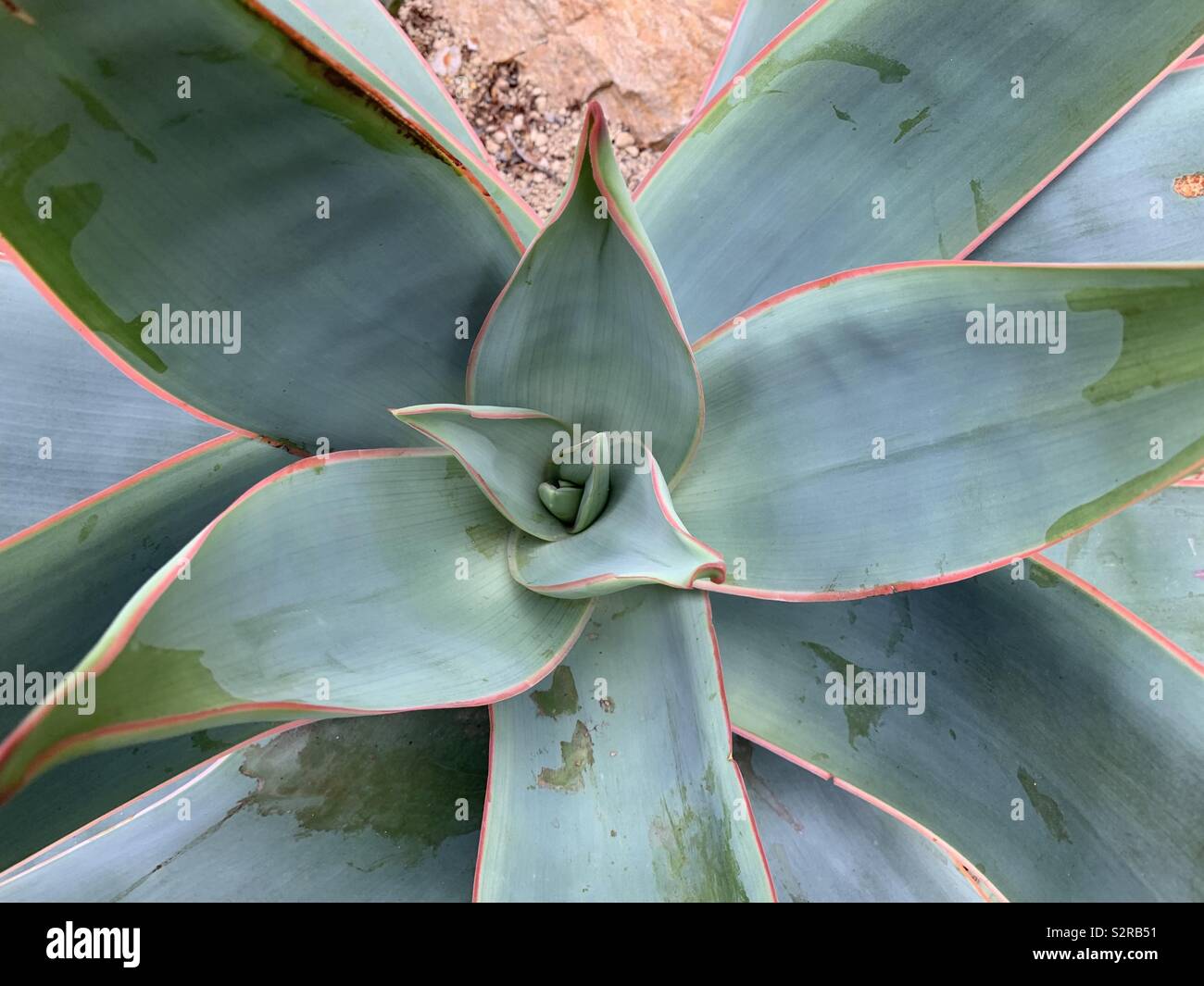 Botanical plant hi-res stock photography and images - Alamy