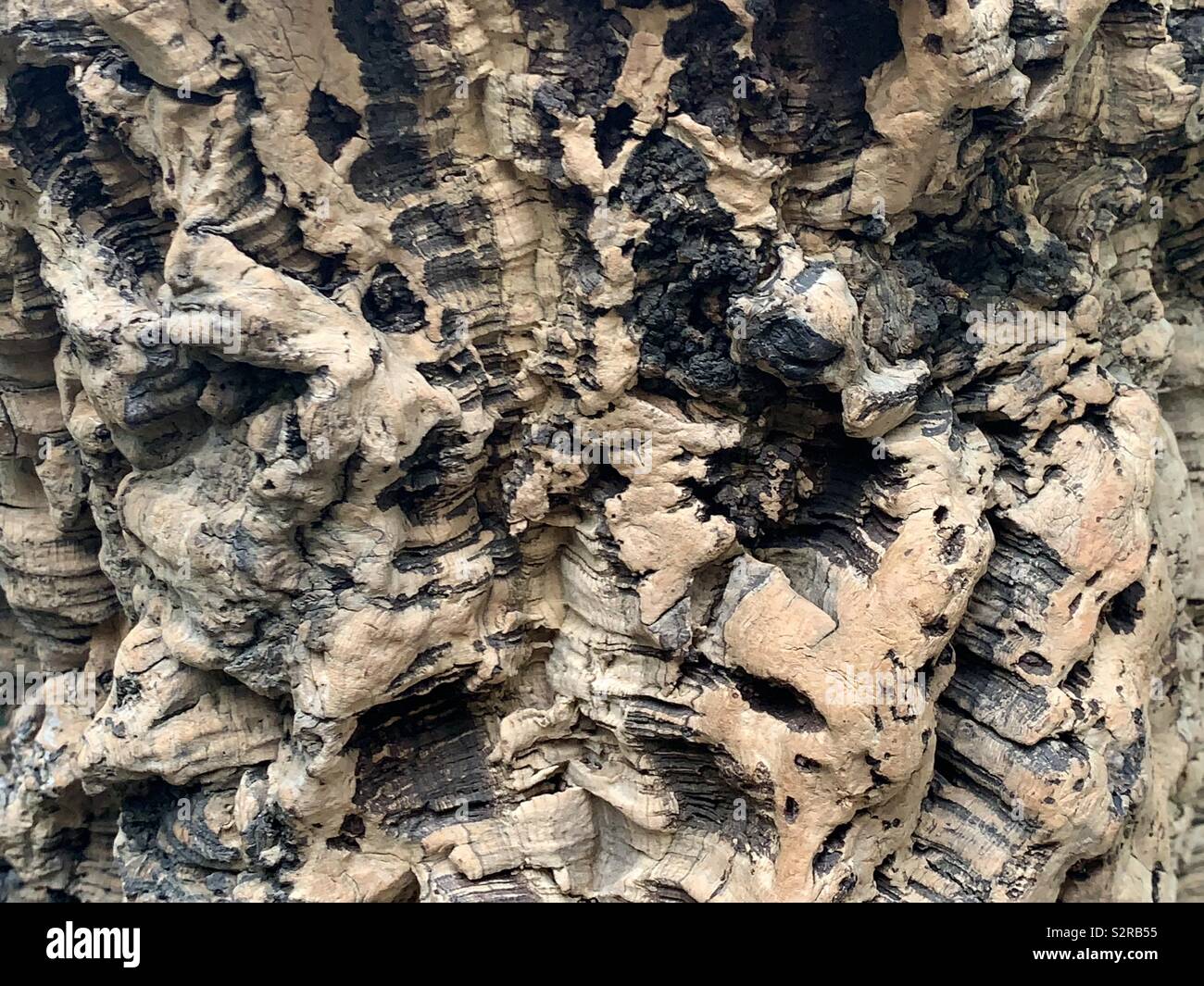 Jungle texture hi-res stock photography and images - Alamy
