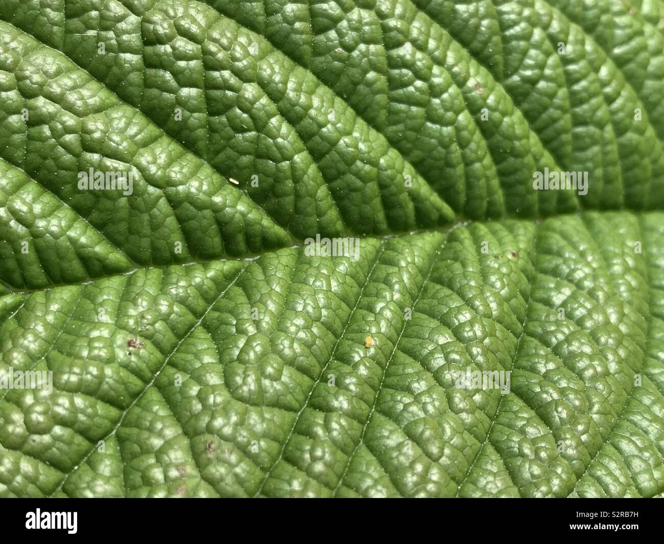 Leaf zoom hi-res stock photography and images - Alamy