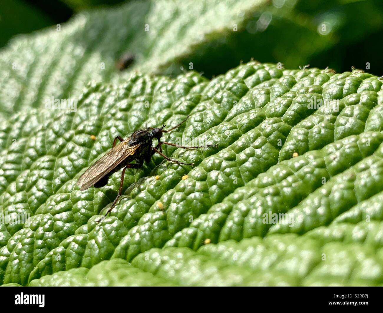 Jungle bug hi-res stock photography and images - Alamy
