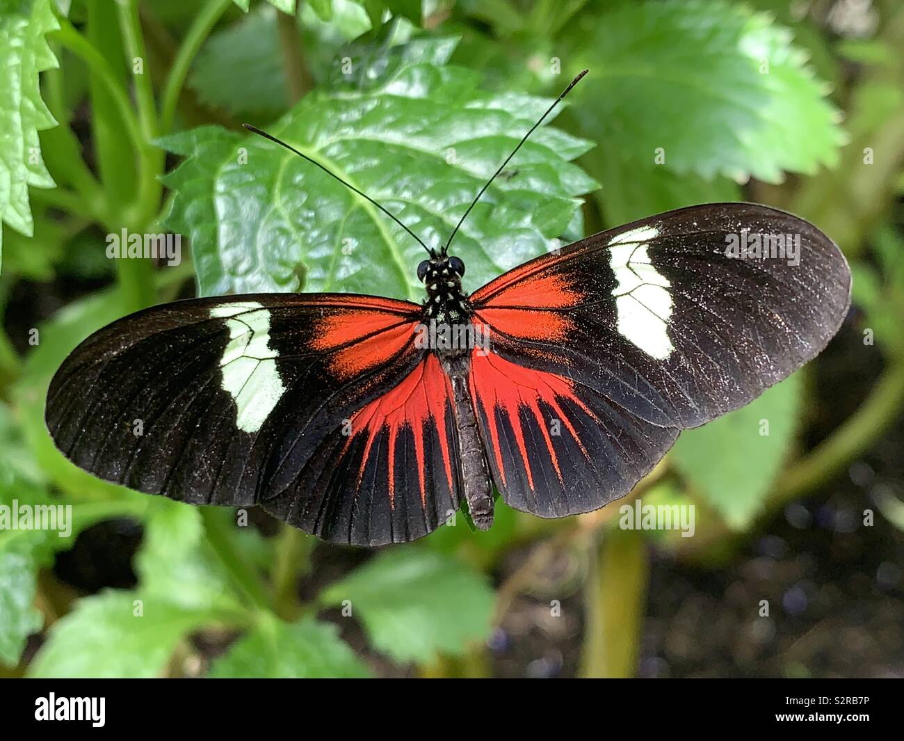 Spread Wing Butterfly Stock Photo - Alamy