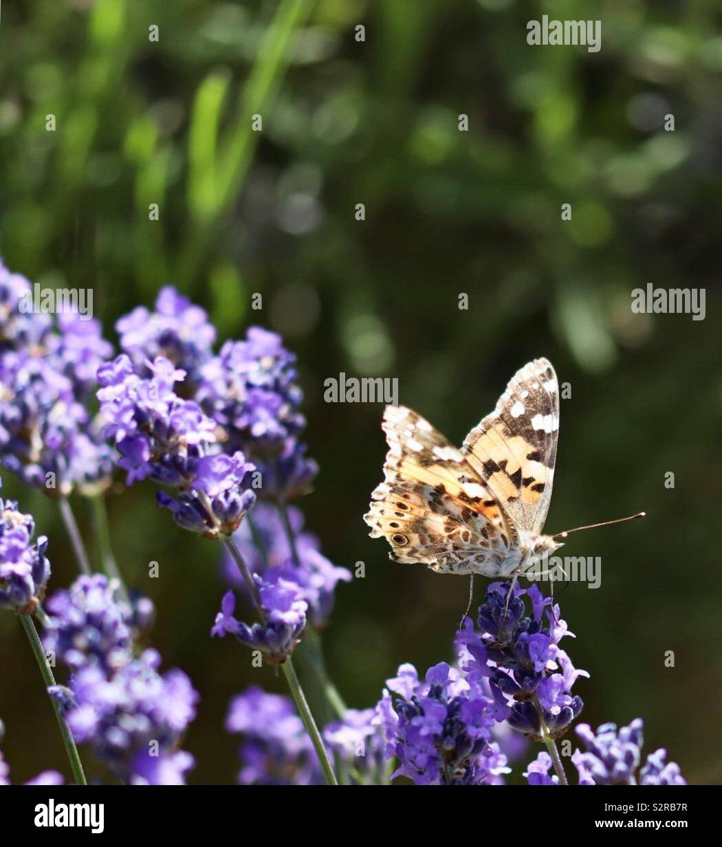 Butterfly in lavender Stock Photo - Alamy
