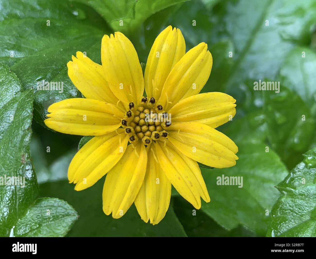 Big bright flower hi-res stock photography and images - Alamy