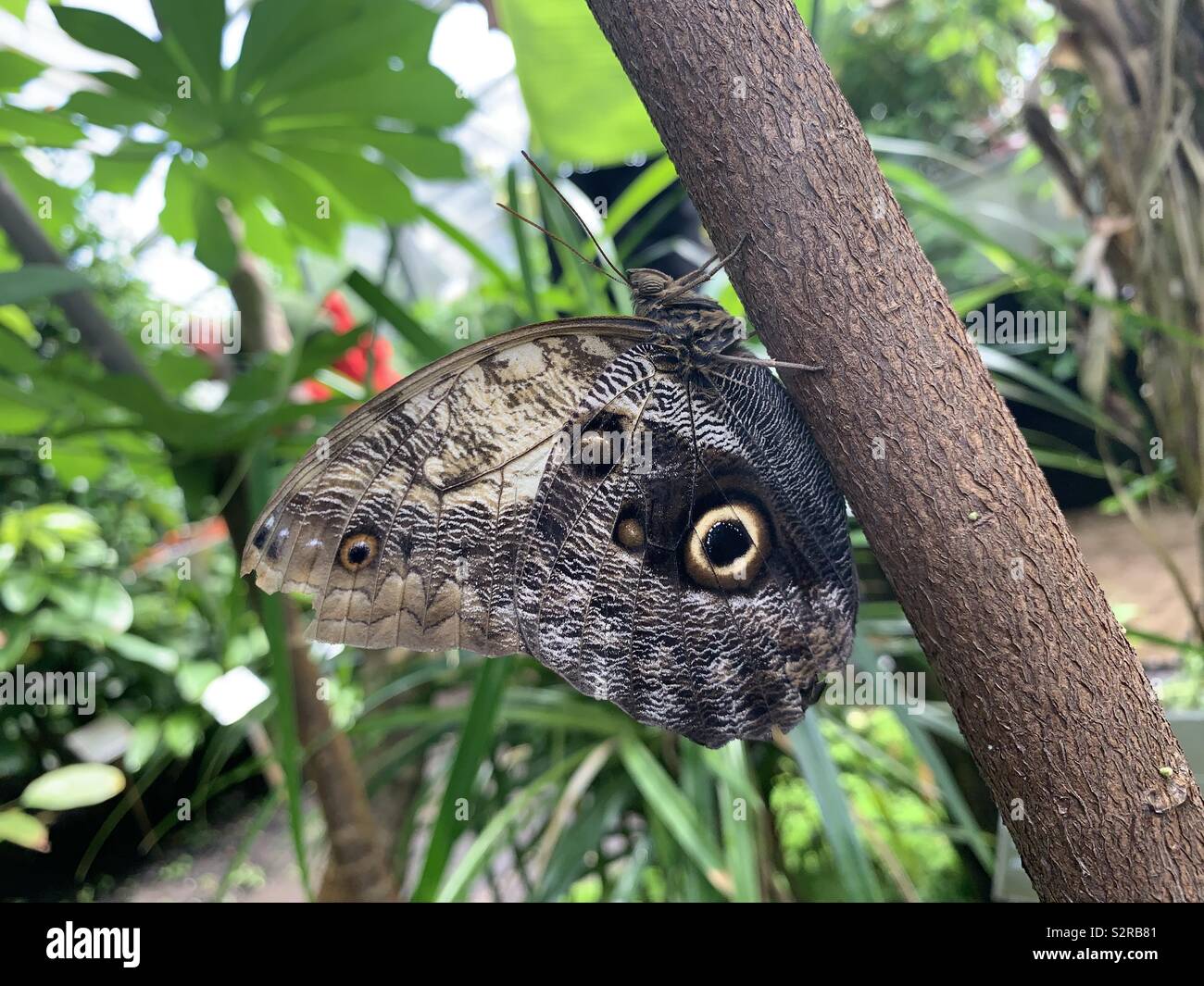 Eye butterfly hi-res stock photography and images - Alamy