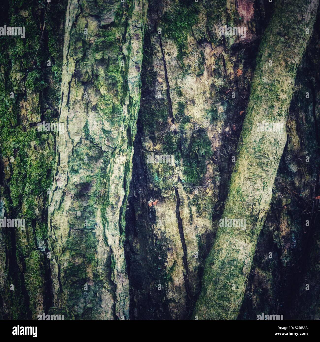 Old thick stems of ivy clinging to a tree Stock Photo - Alamy