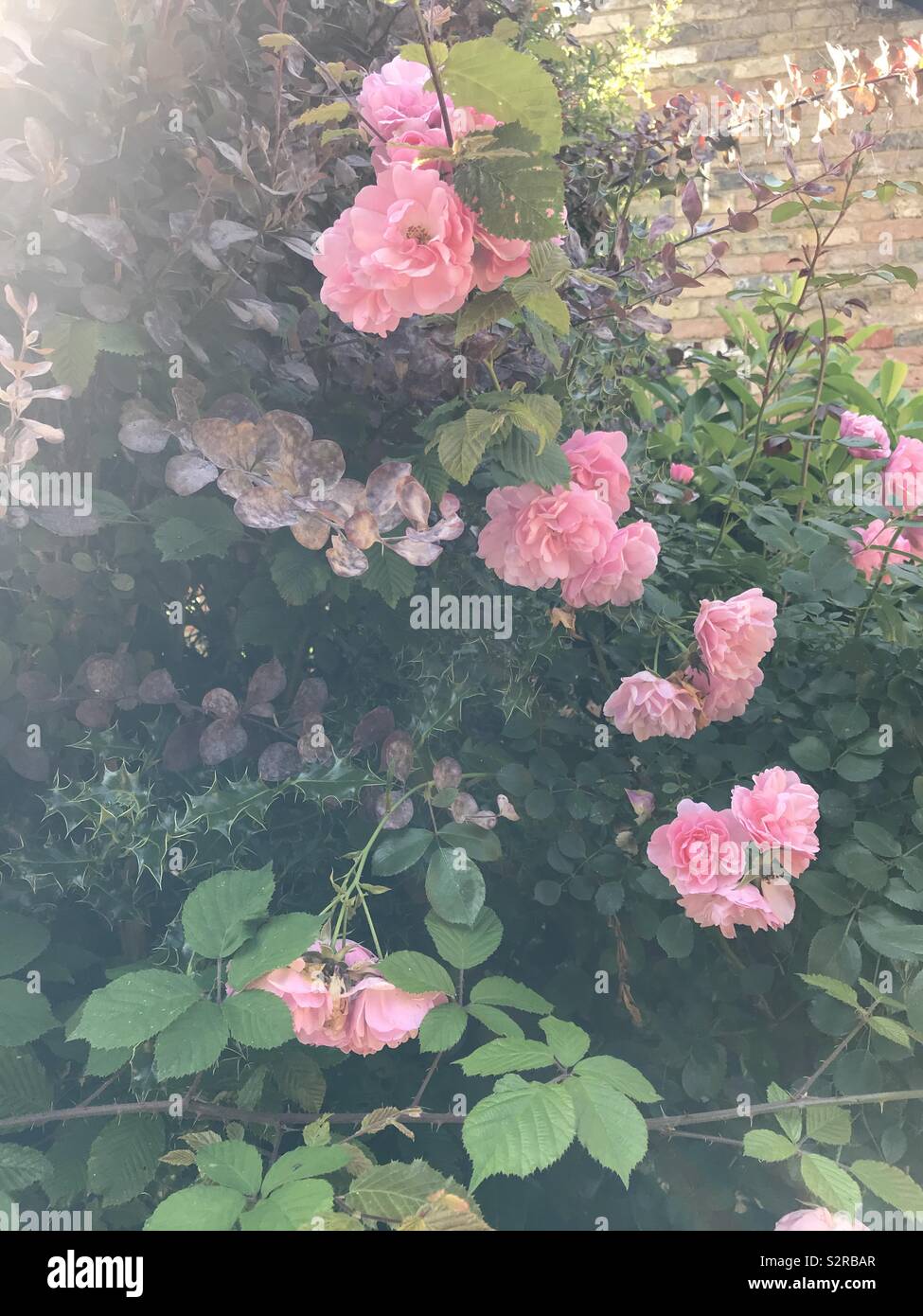 Pink trailing roses Stock Photo - Alamy