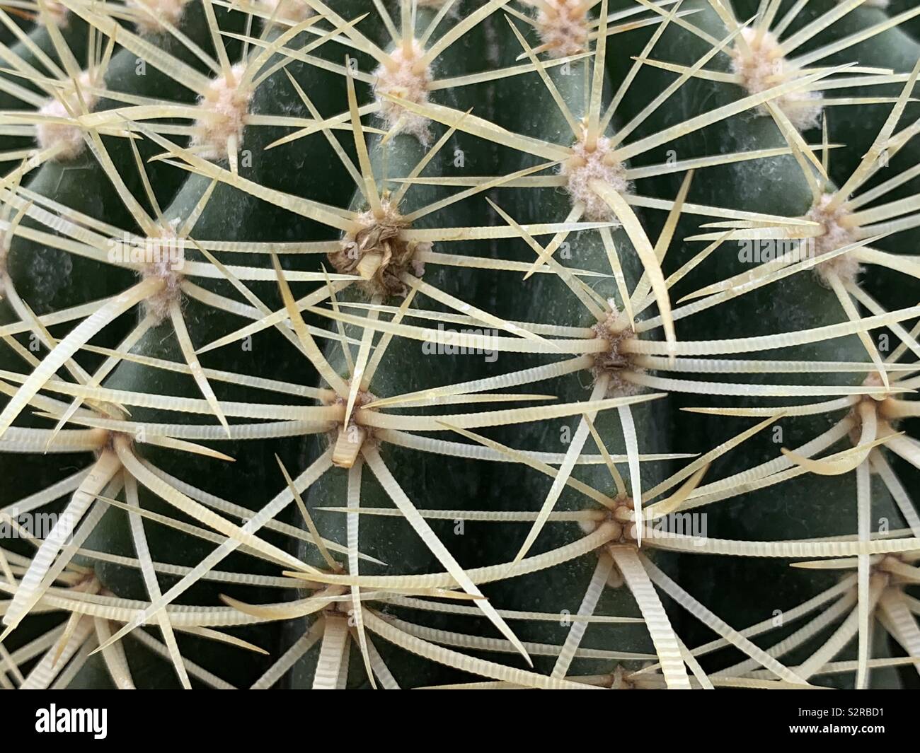 Ribbed cactus hi-res stock photography and images - Alamy