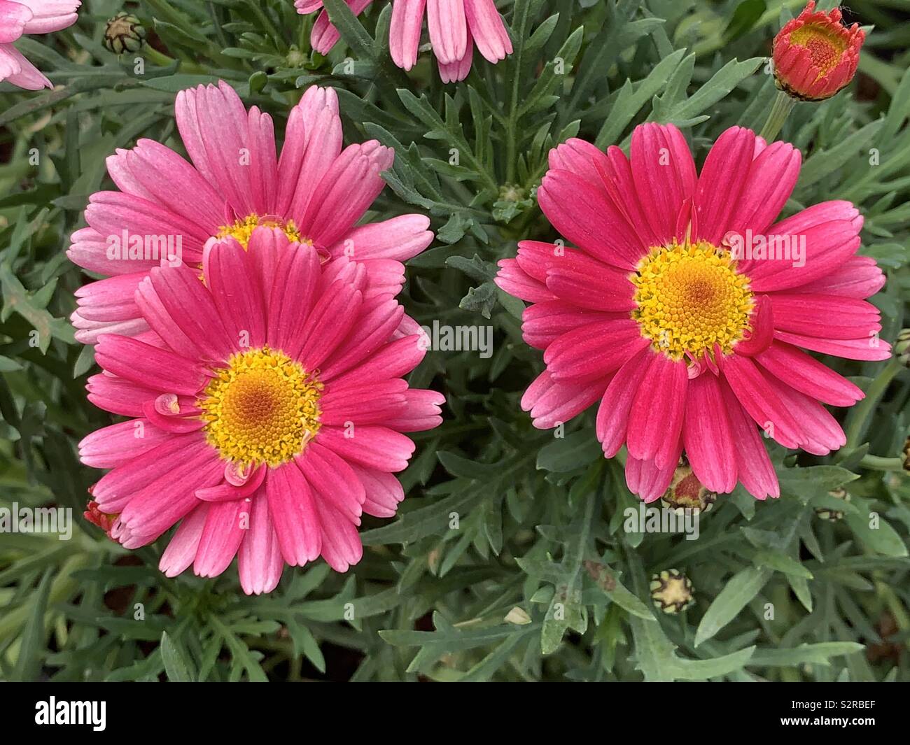 Pink Gradient Flowers Stock Photo - Alamy