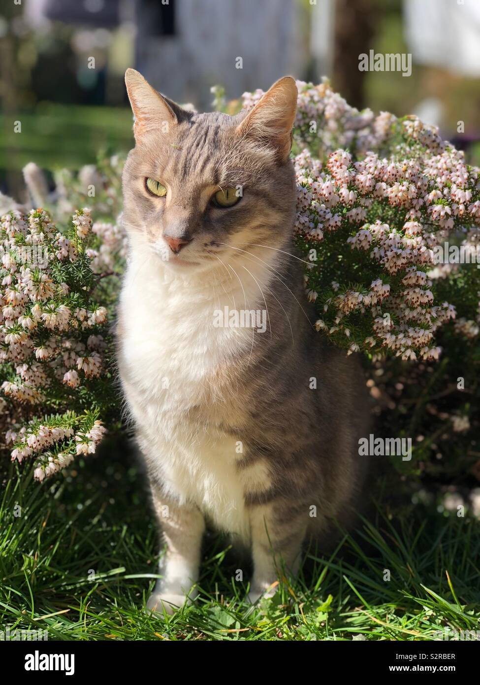 Cat in bushes Stock Photo - Alamy