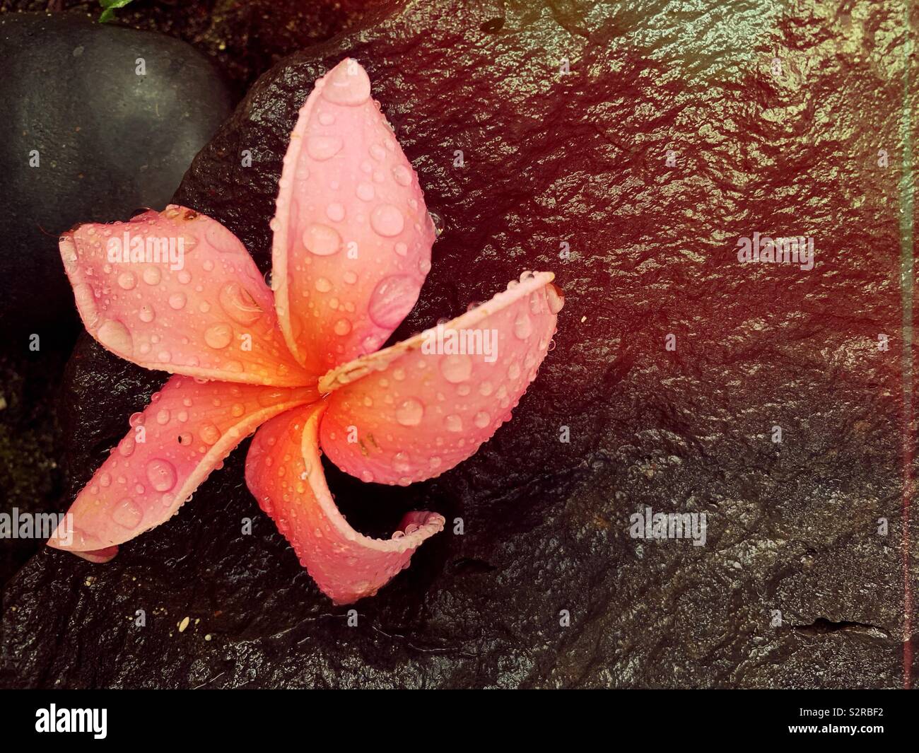 Pink plumeria flower with raindrops on a wet rock Stock Photo - Alamy