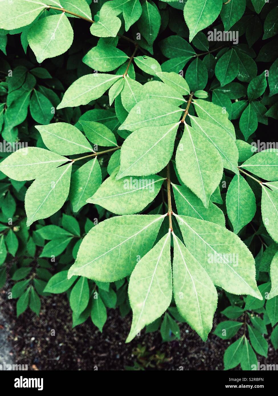 Leaves shrub hi-res stock photography and images - Alamy