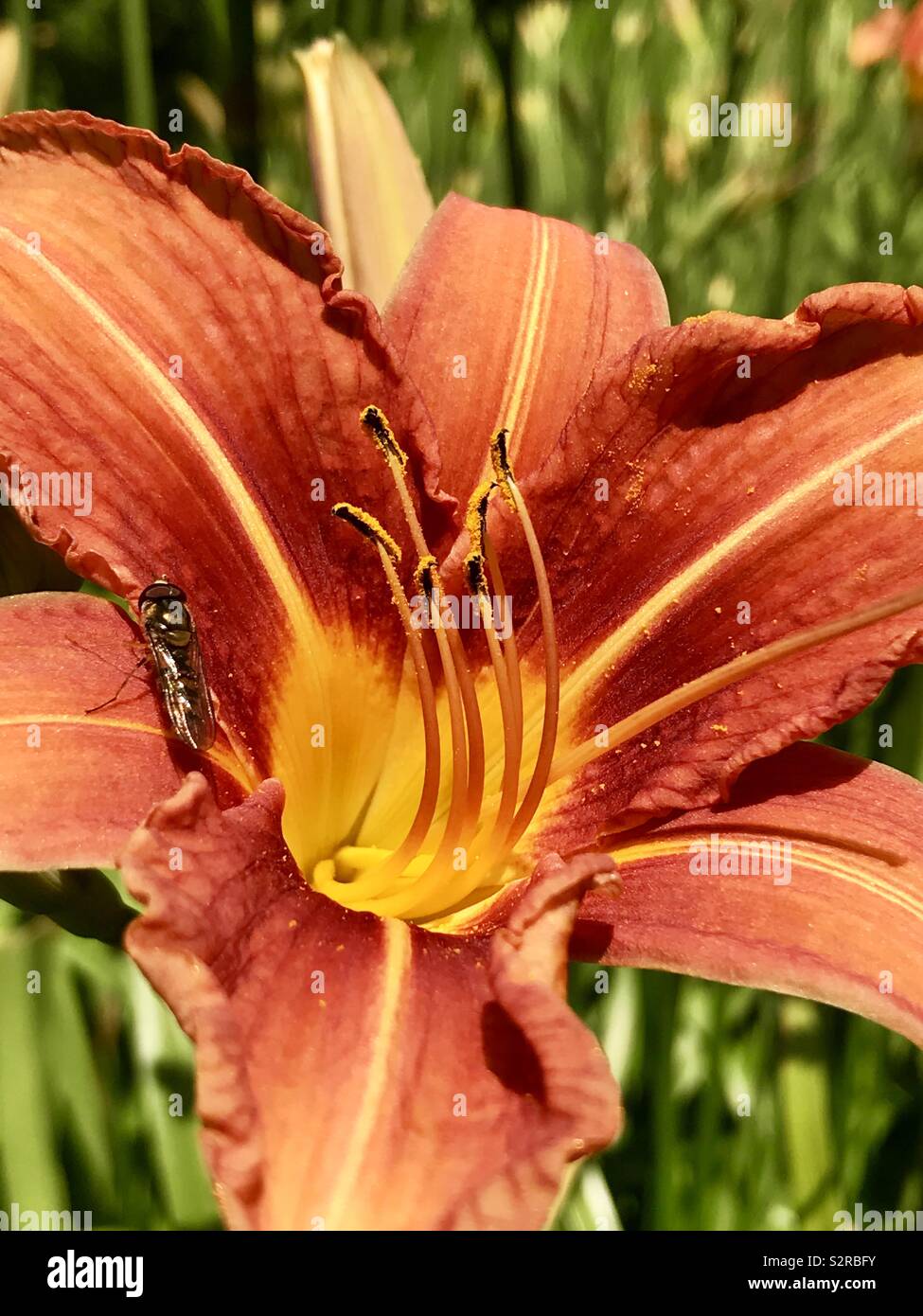 Orange Daylily with insect Stock Photo - Alamy