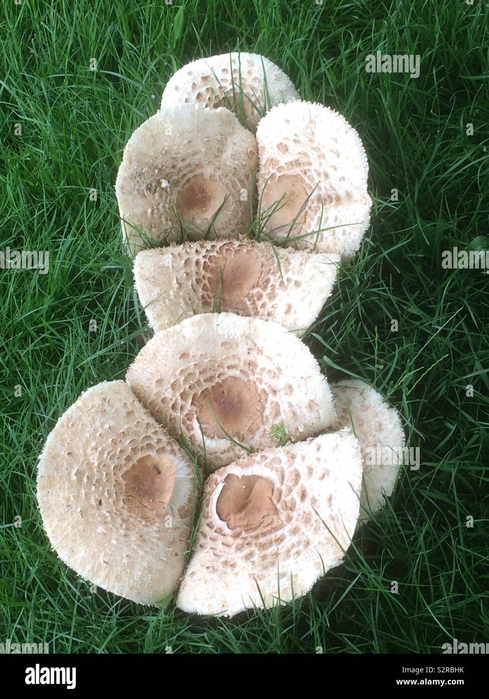 Large Fungi High Resolution Stock Photography and Images - Alamy