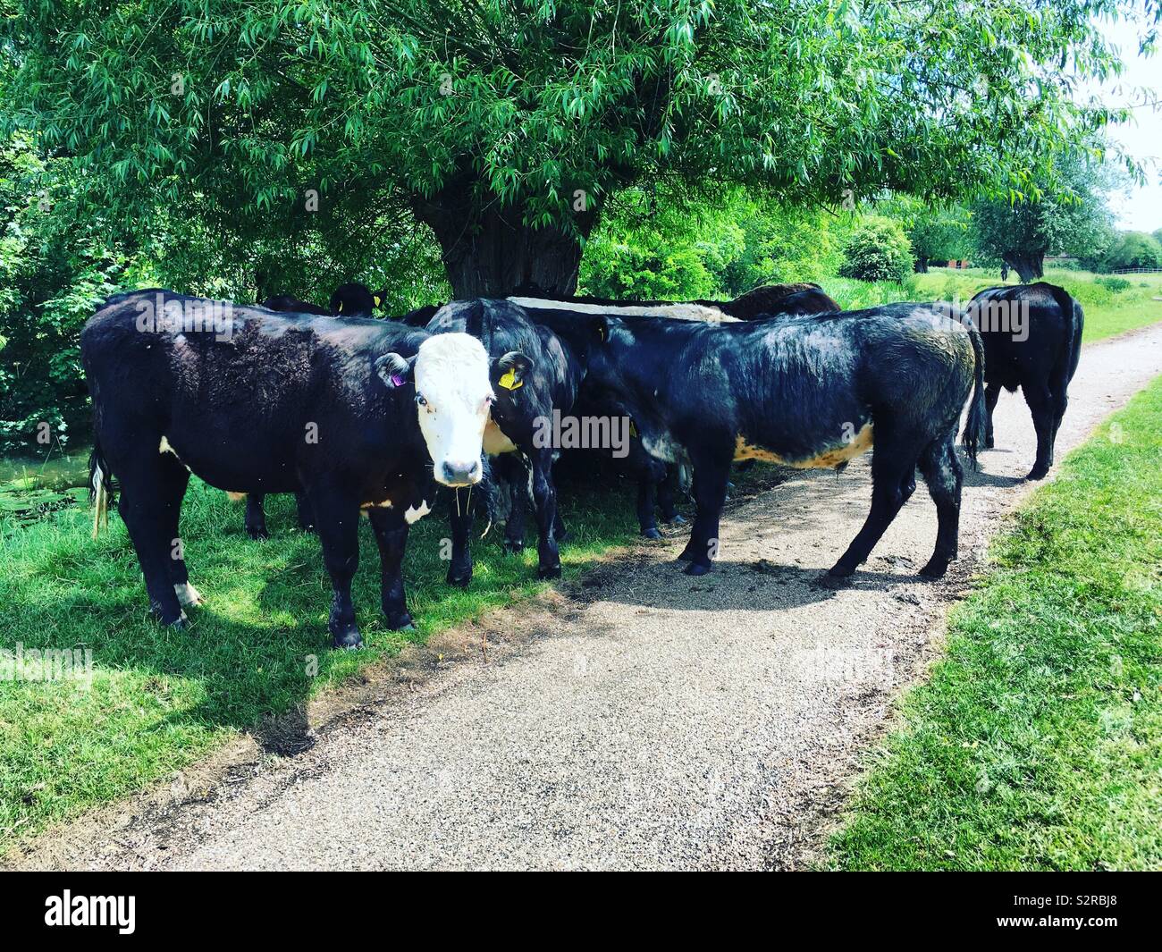 Milton keynes concrete cows hi-res stock photography and images - Alamy