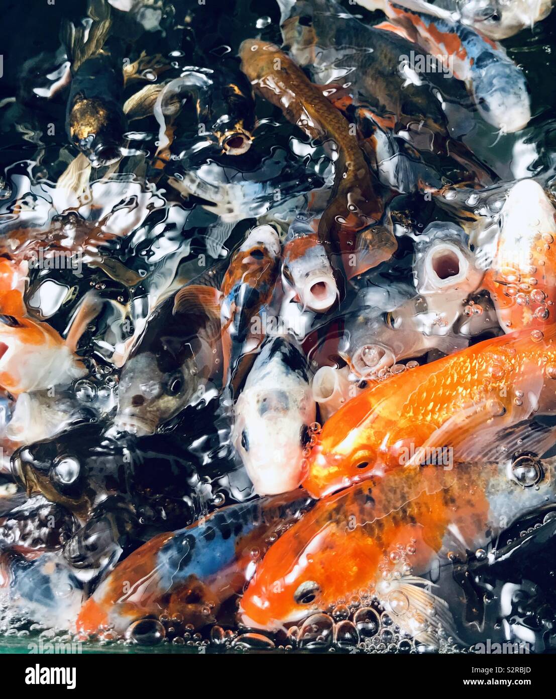 Koi mouth hi-res stock photography and images - Alamy