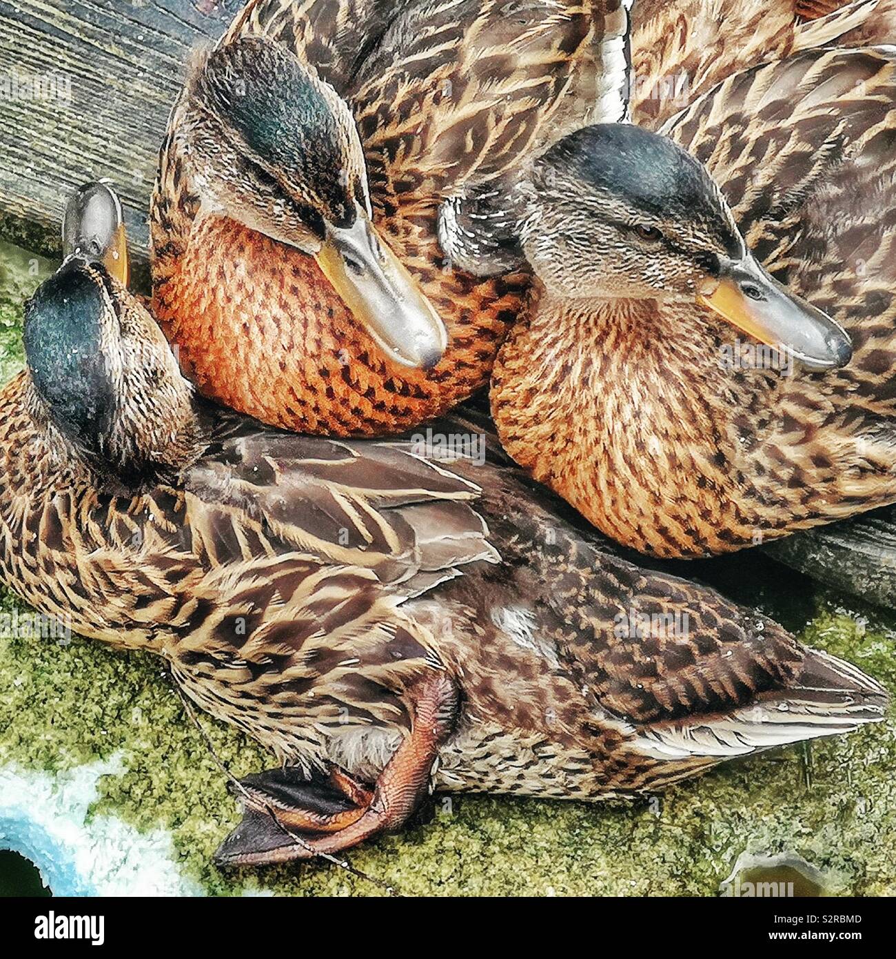 Three cute female ducks Stock Photo - Alamy