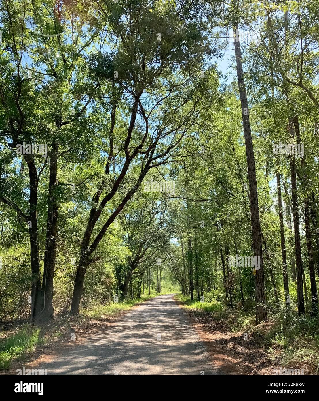 Beautiful tree lined dirt road in the forest Stock Photo - Alamy
