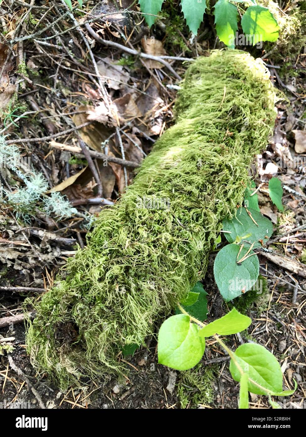 Log covered with moss hi-res stock photography and images - Alamy