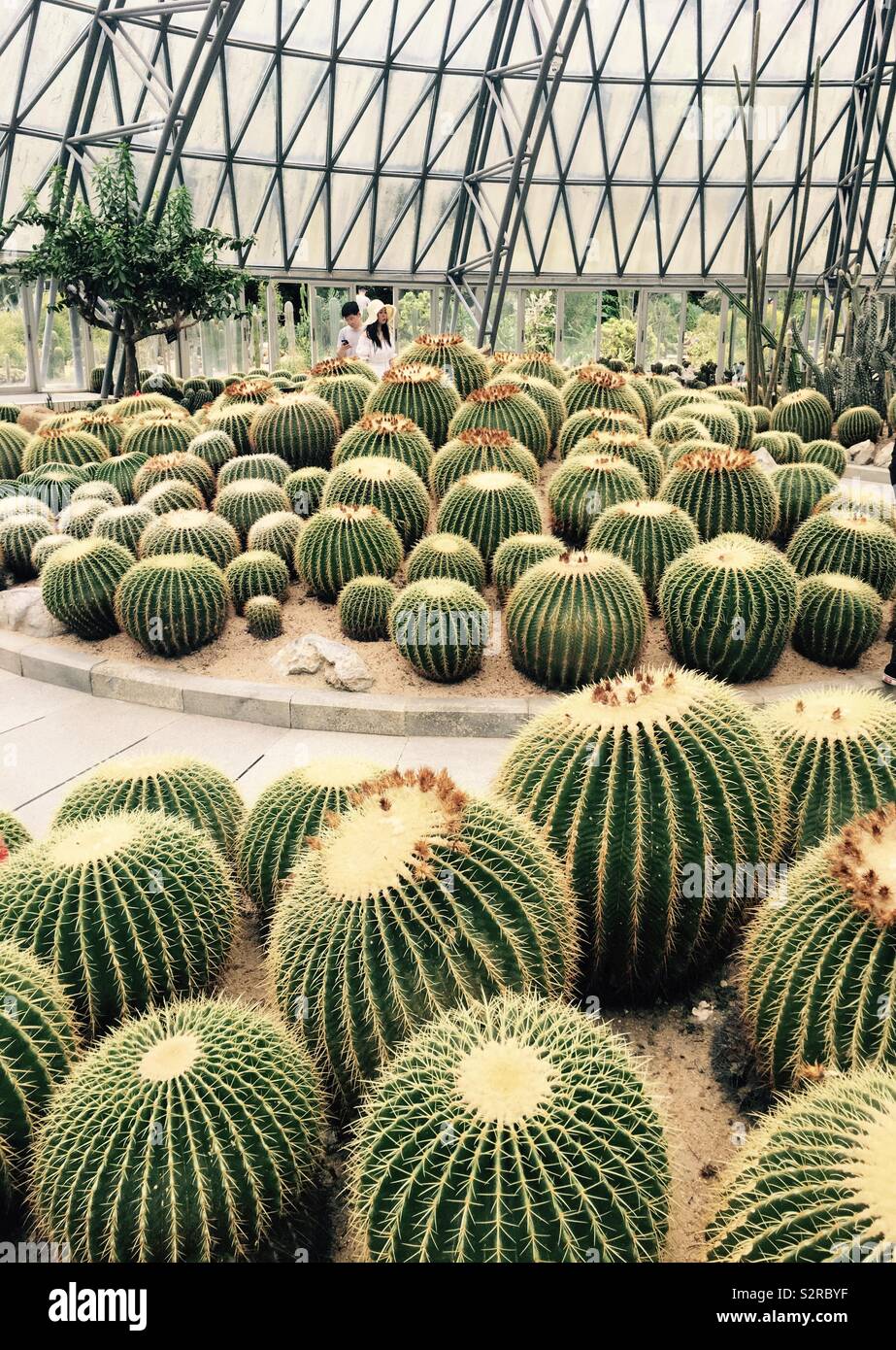 A garden full of cacti with round shape. China Stock Photo - Alamy