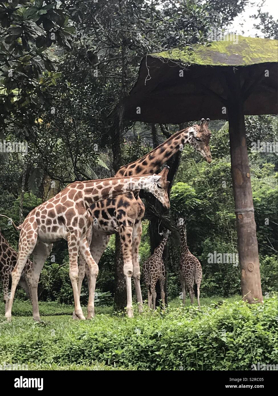 Safari bogor hi-res stock photography and images - Alamy